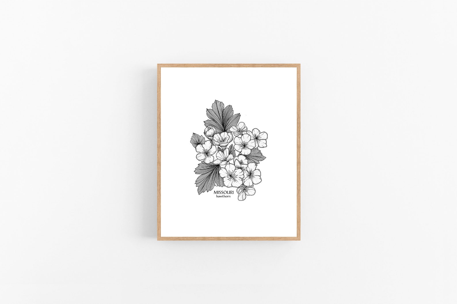 Missouri Hawthorn Ink Illustration / Hawthorn Flower Drawing ...