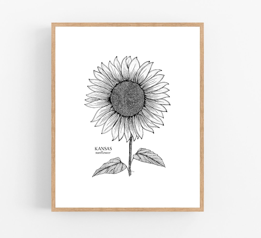 Kansas Sunflower Ink Illustration / Sunflower Drawing / Botanical Print ...