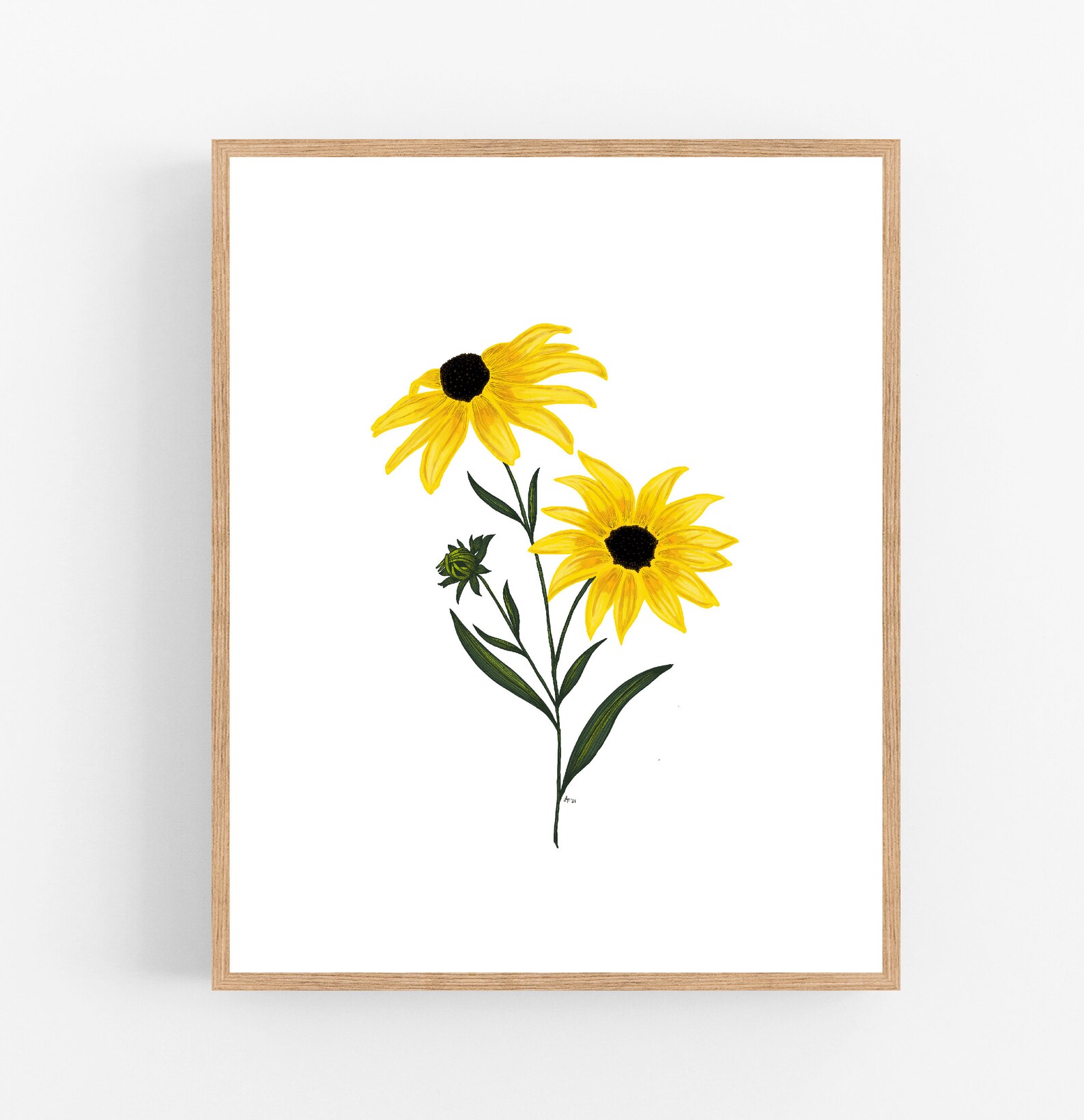 Black-eyed Susan Illustration Print / Printable / Art / - Etsy