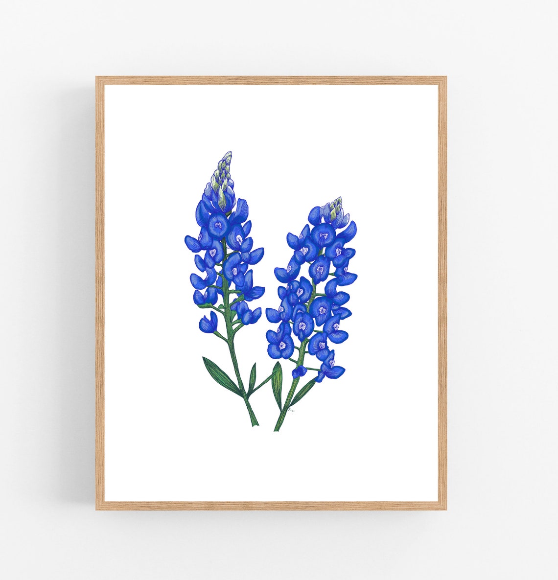 Bluebonnet Illustration / Printable / Art / Digital Download / - Etsy