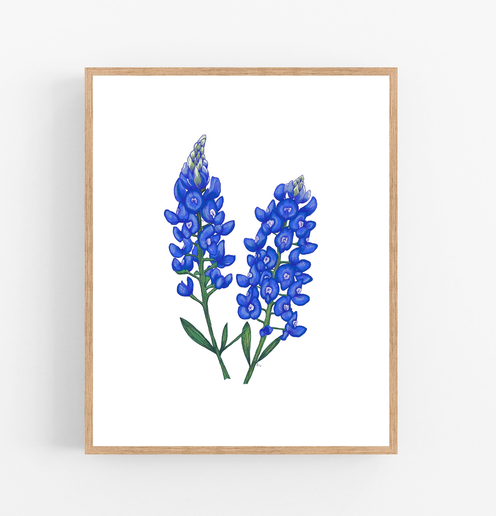 Bluebonnet Illustration / Printable / Art / Digital Download / - Etsy