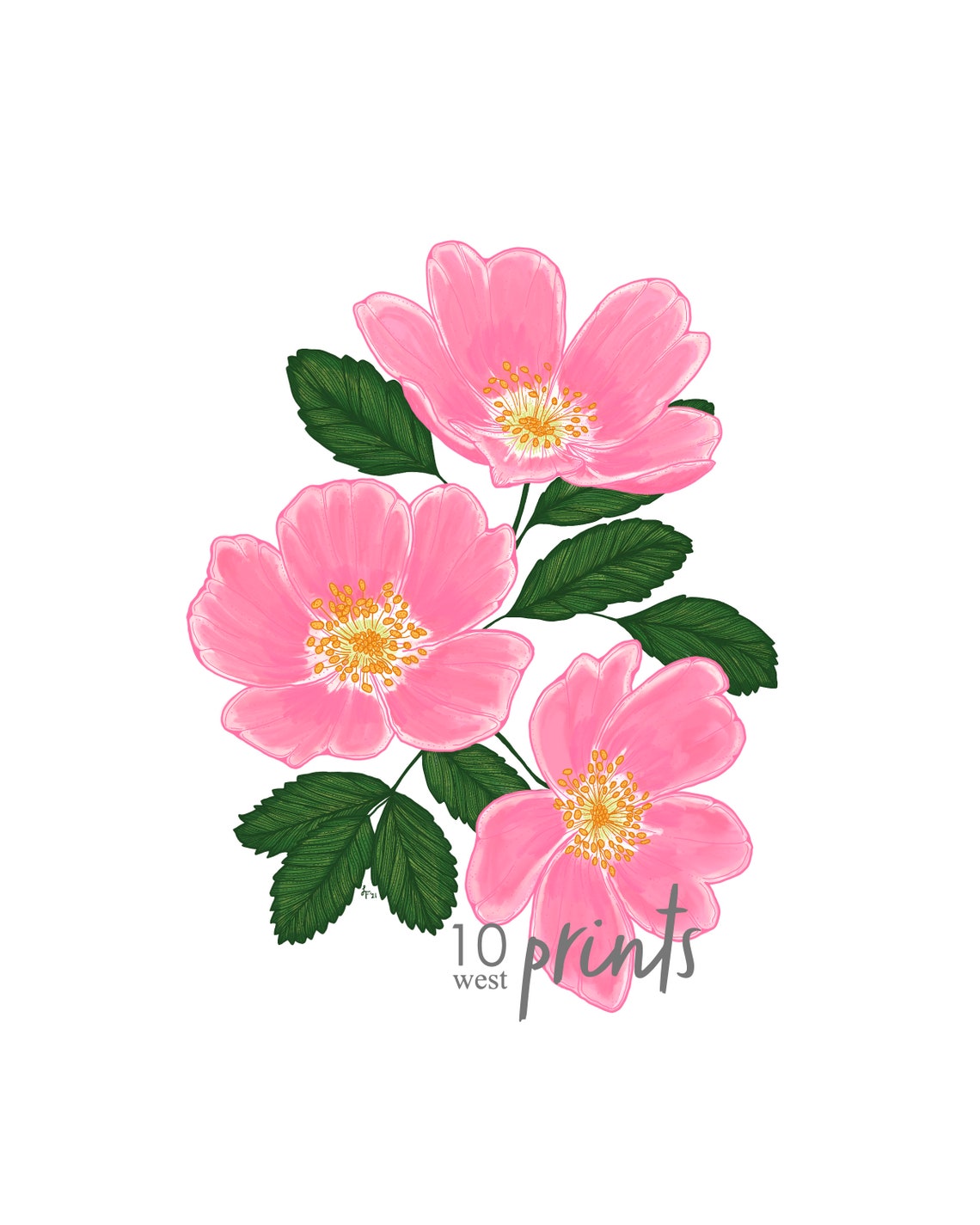 Wild Prairie Rose Illustration Print / Printable / Art / - Etsy New Zealand