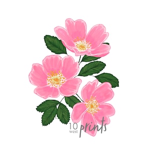 Wild Prairie Rose Illustration Print / Printable / Art / Digital ...