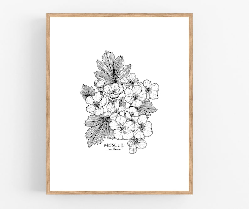 Missouri Hawthorn Ink Illustration / Hawthorn Flower Drawing / - Etsy