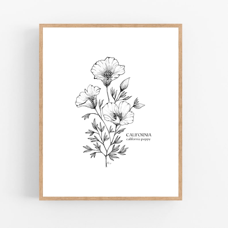 California Poppy Ink Sketch Print / Printable / Art / Digital Download ...