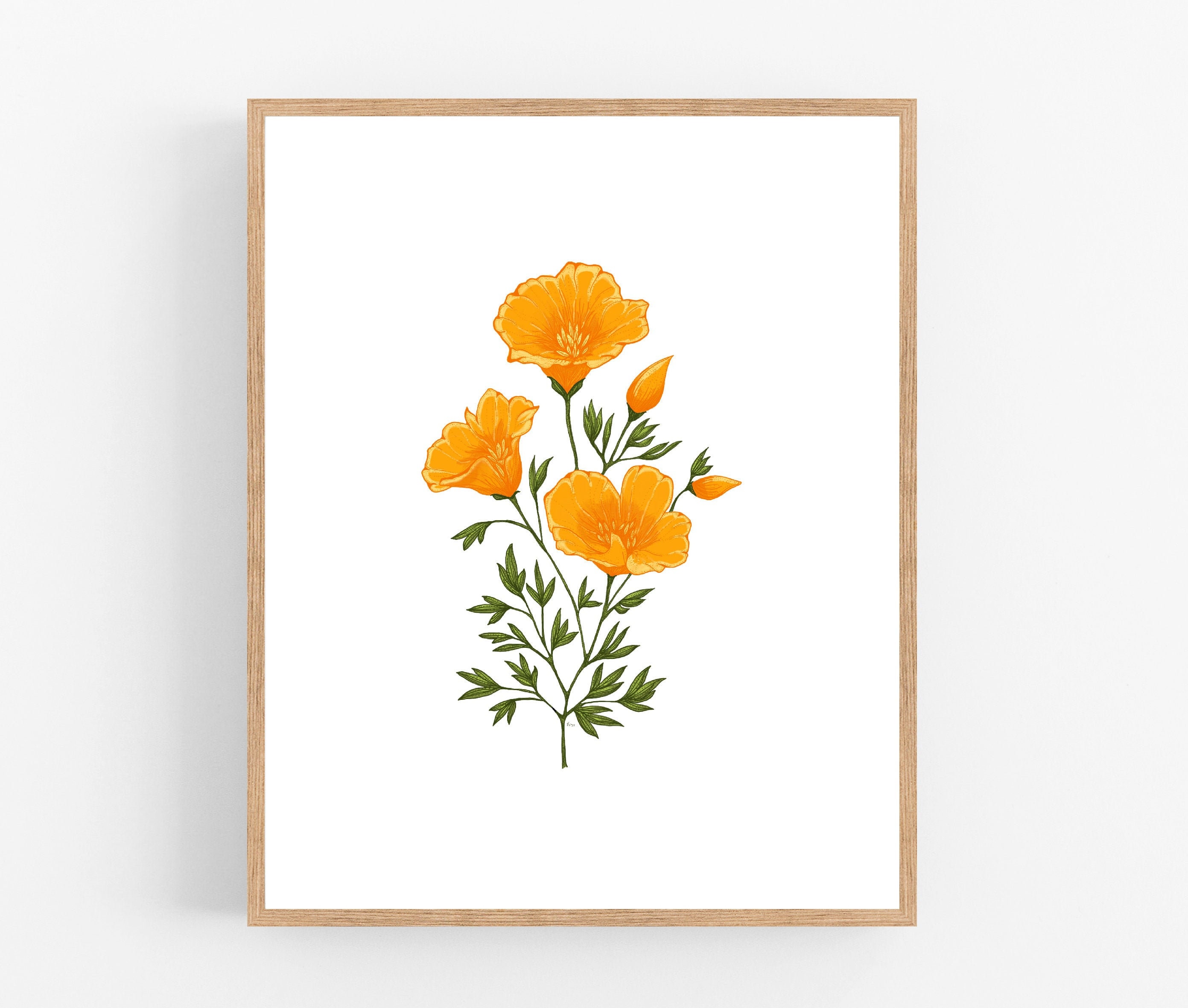 California Poppy Botanical Drawing