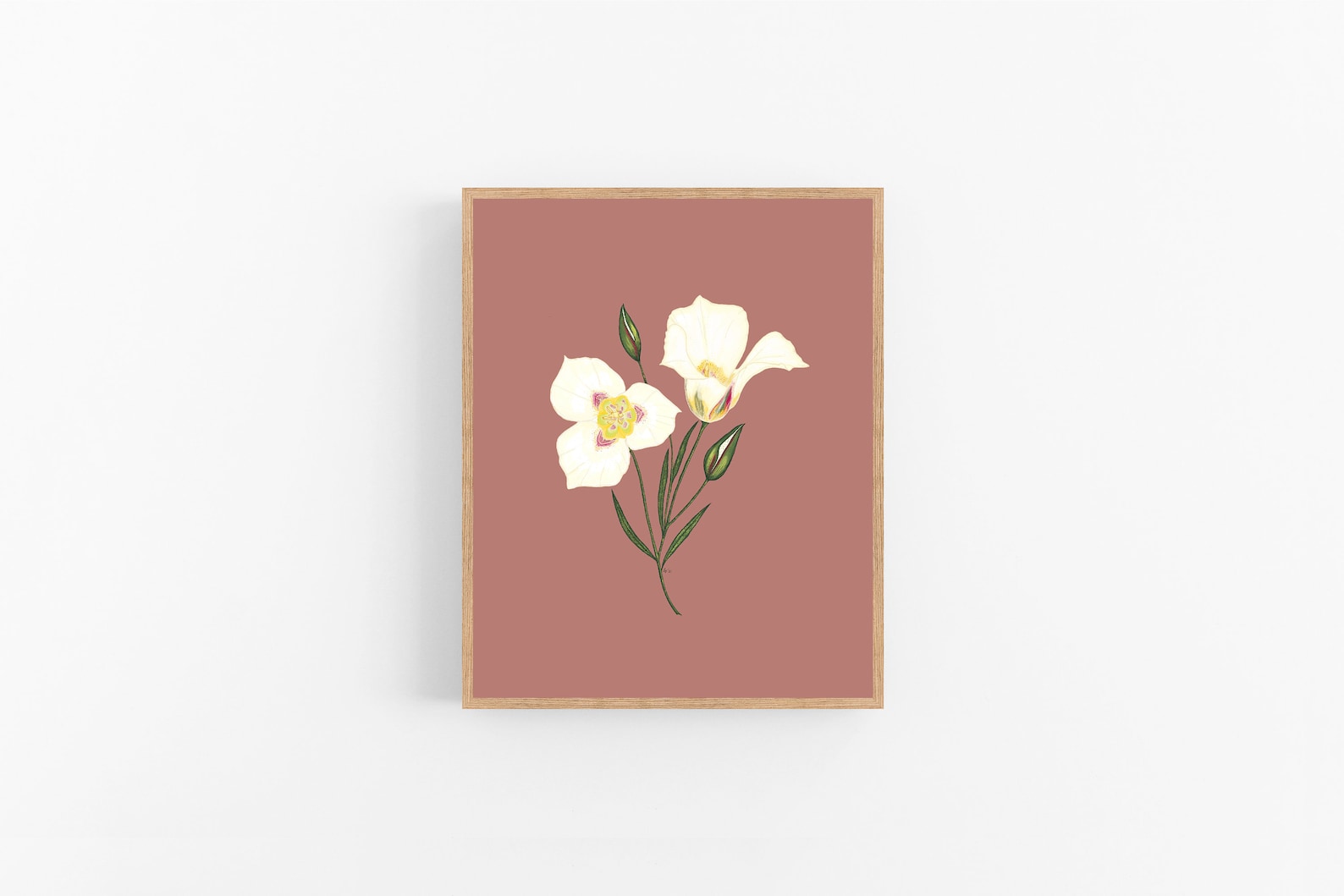 Sego Lily Illustration Print / Printable / Art / Digital Download ...