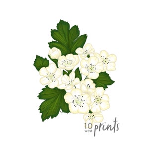 Hawthorn Flower Illustration / Printable / Art / Digital Download ...