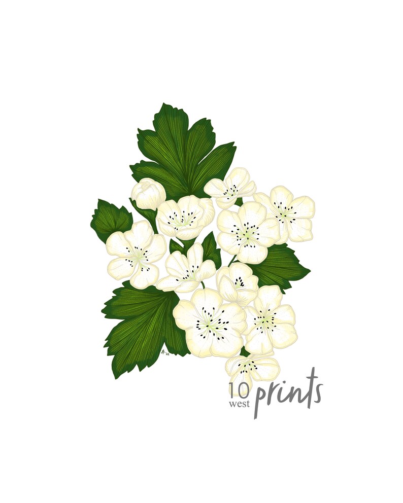 Hawthorn Flower Illustration / Printable / Art / Digital Download ...
