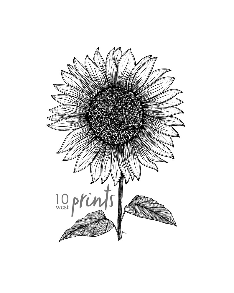 Sunflower Black Ink Illustration Digital Download/ Kansas State Flower ...
