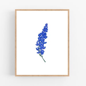 Single Bluebonnet Color Illustration Digital Download / Texas State ...