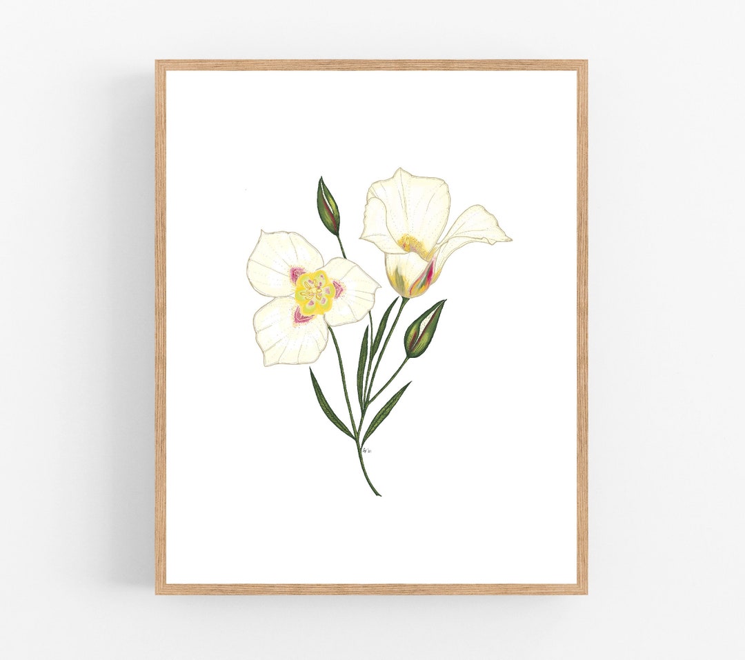 Sego Lily Illustration Print / Printable / Art / Digital Download ...