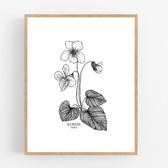 Viola Flower Line Drawing