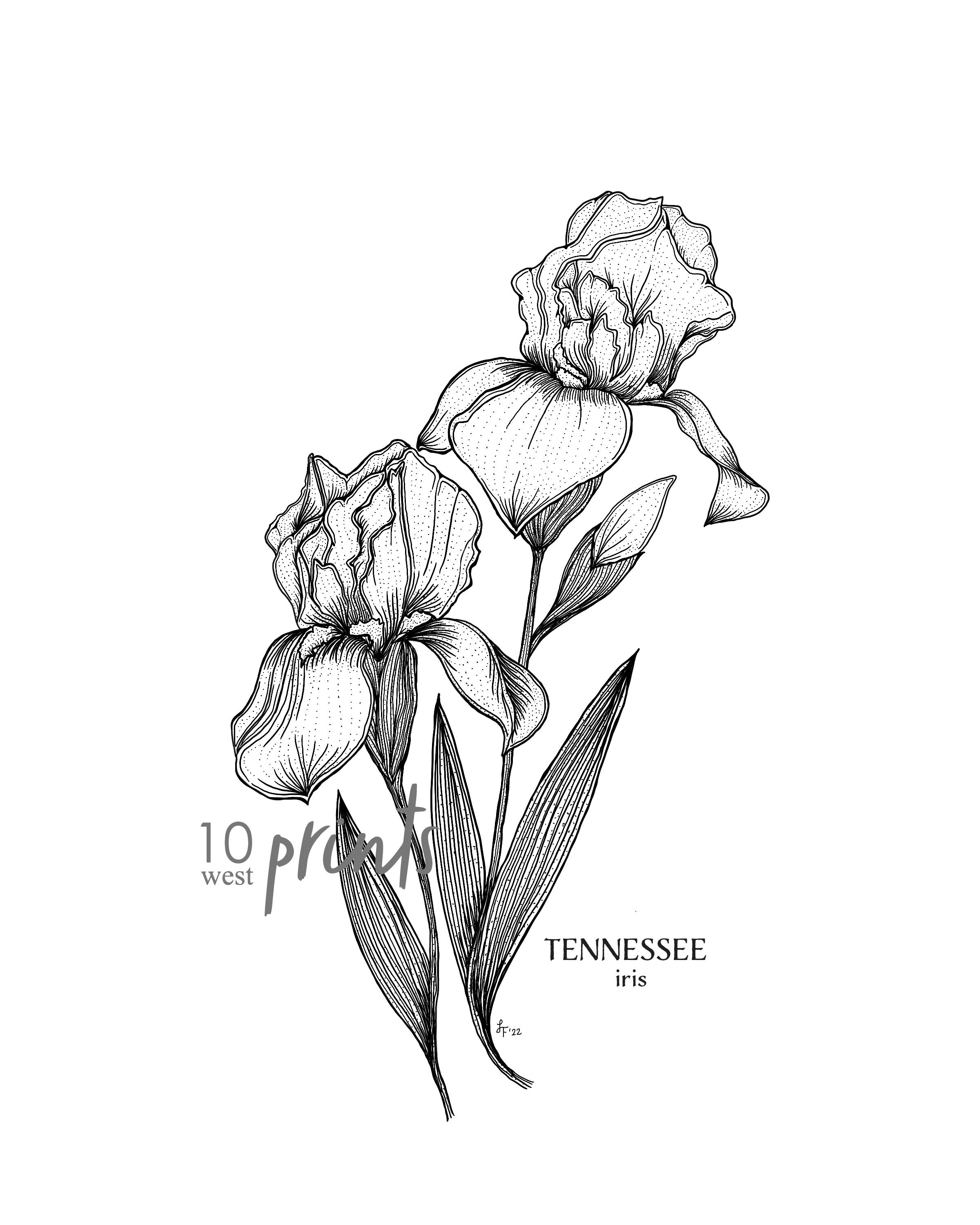 Tennessee Iris Black Ink Illustration / Iris Flower Print - Etsy