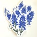 3" Bluebonnet Vinyl Sticker / Waterproof Vinyl Bluebonnet Decal / Texas ...
