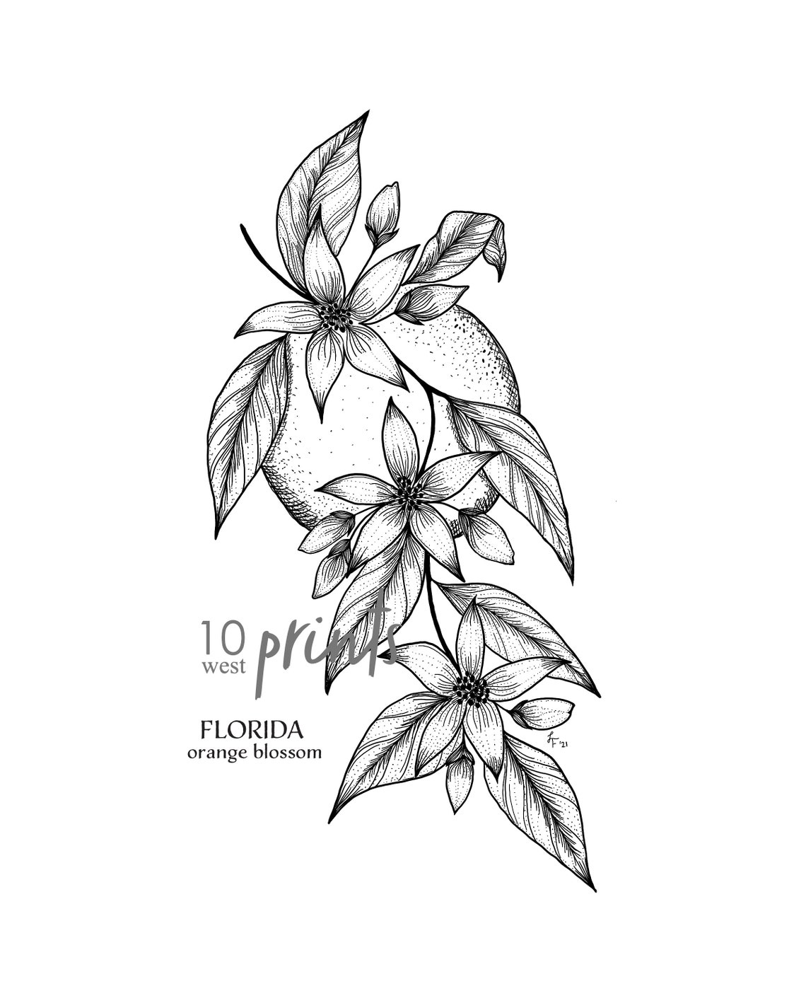 Florida Orange Blossom Ink Sketch Print / Printable / Art / Digital ...