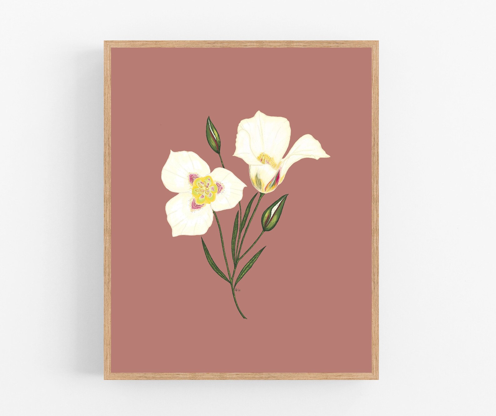 Sego Lily Illustration Print / Printable / Art / Digital Download ...