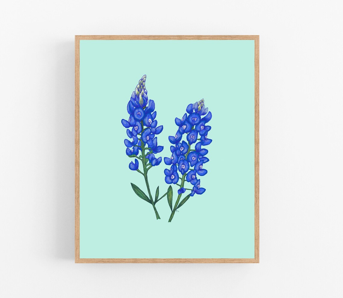 Bluebonnet Illustration / Printable / Art / Digital Download / - Etsy
