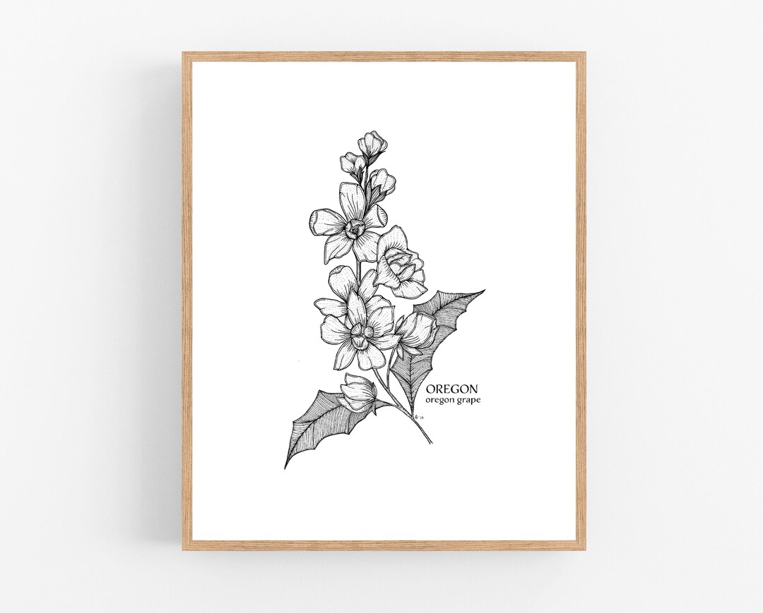Oregon Oregon Grape Ink Illustration / Oregon Grape Print Drawing ...
