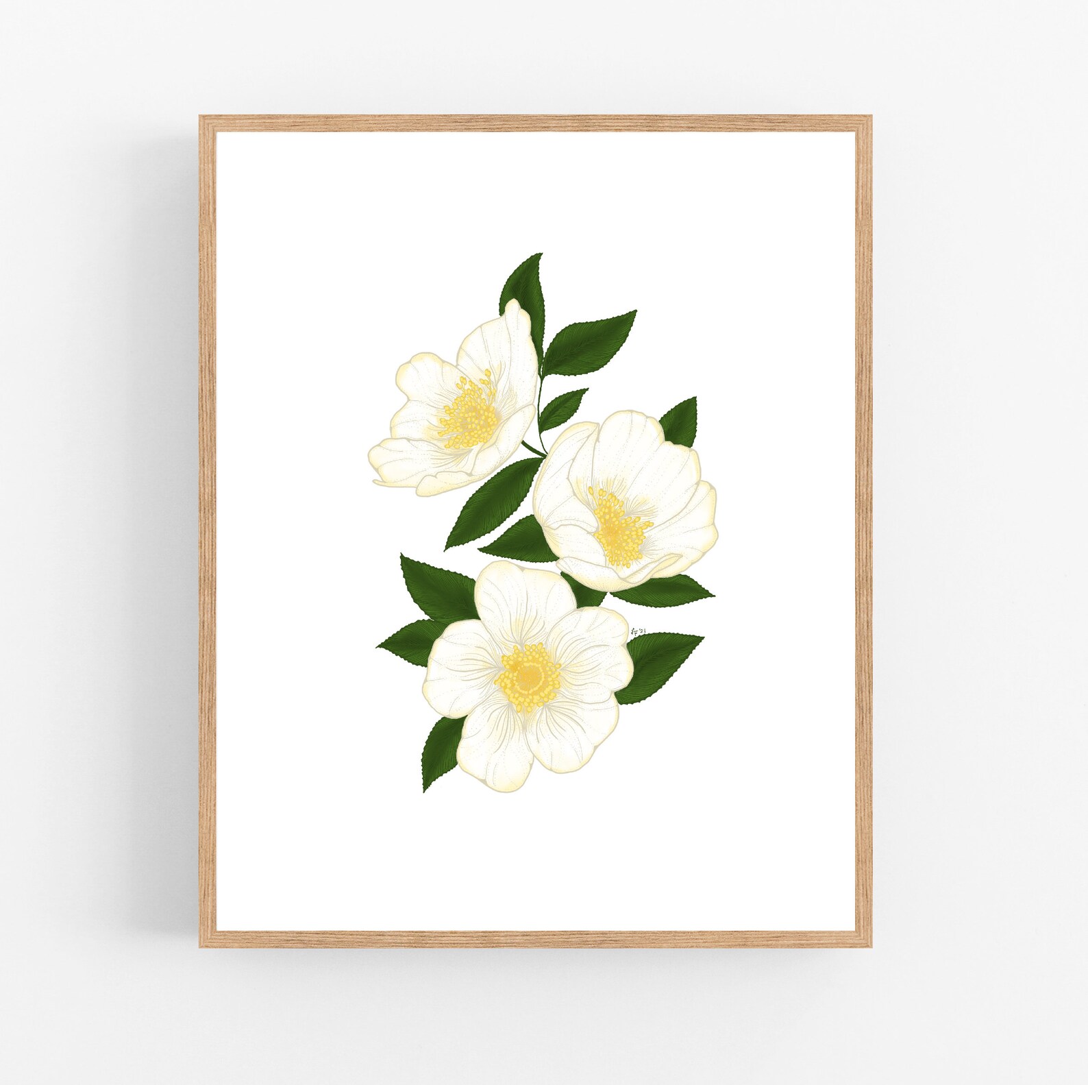 Cherokee Rose Color Illustration Digital Download / Georgia State ...
