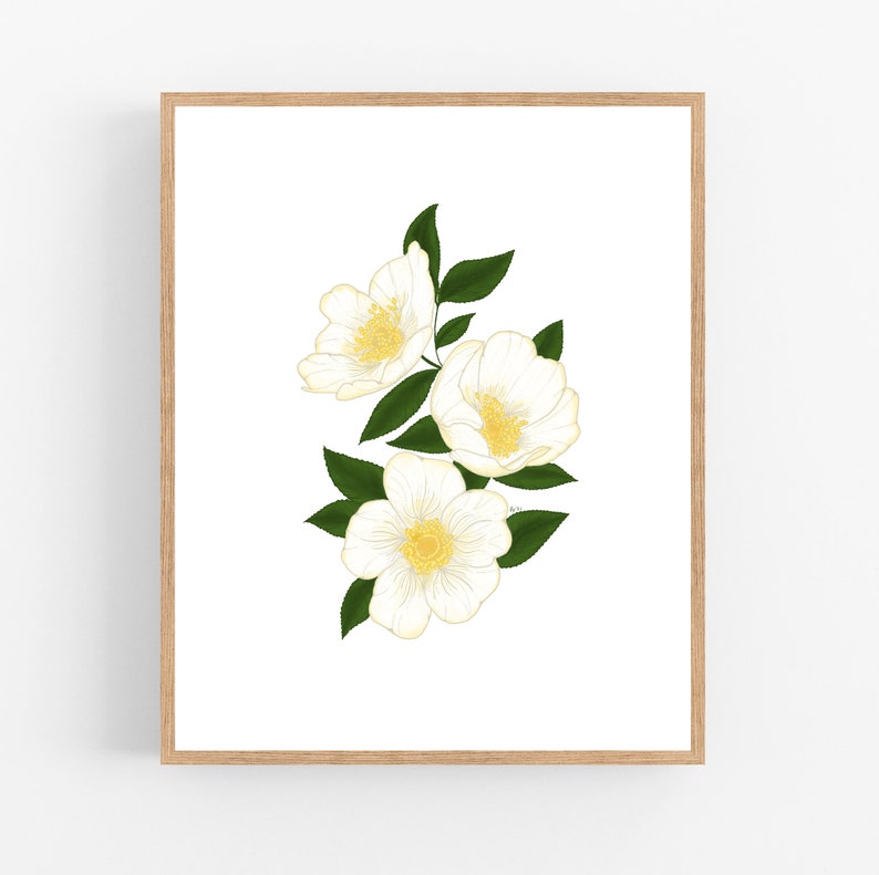 Cherokee Rose Color Illustration Digital Download / Georgia State ...