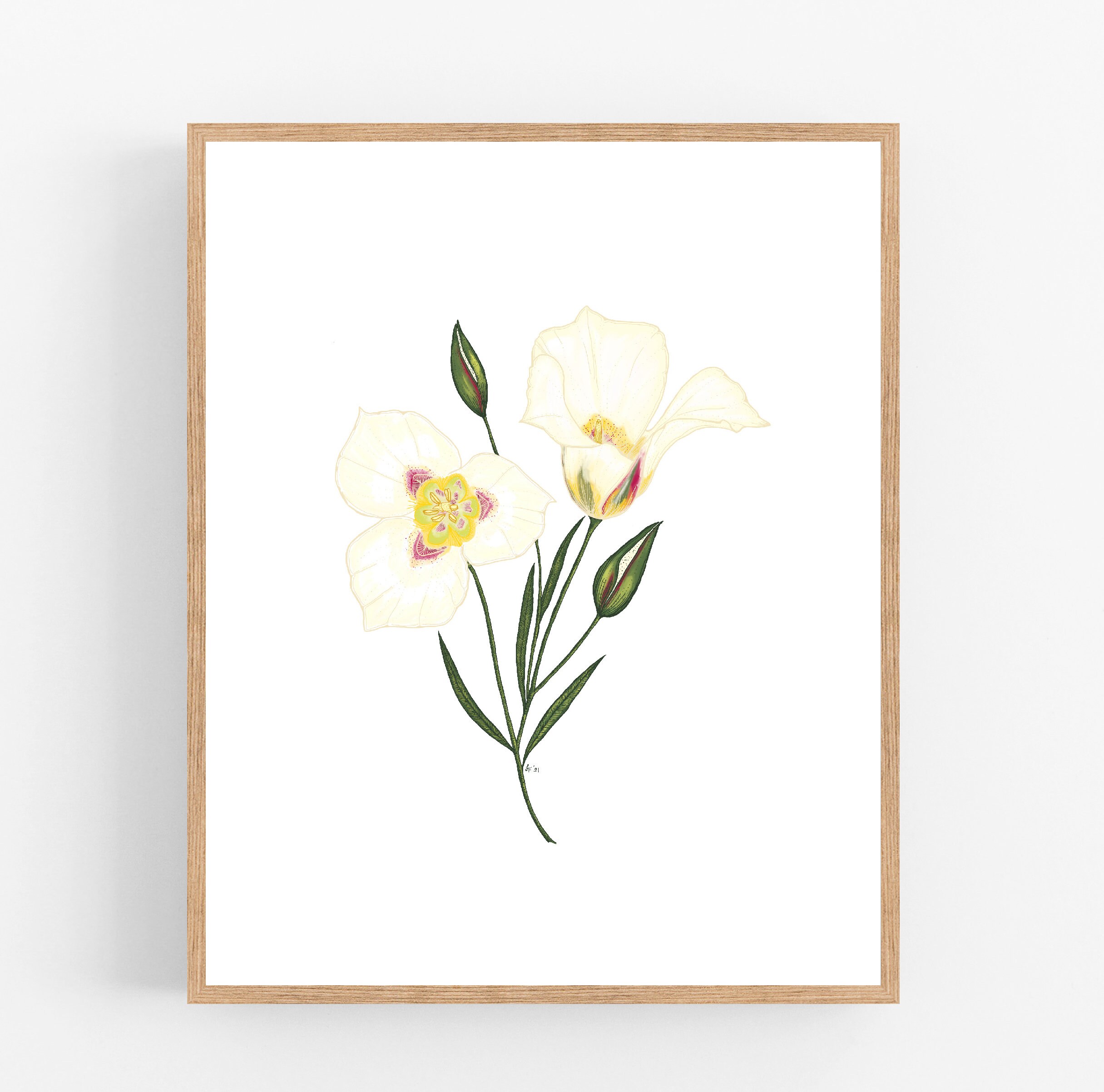 Sego Lily Illustration Print / Printable / Art / Digital - Etsy