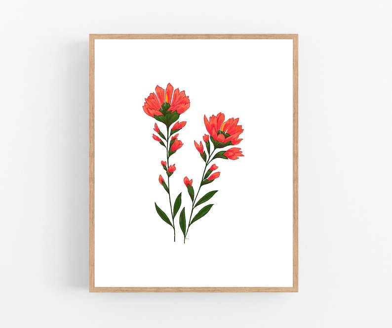 Indian Paintbrush Illustration Print / Printable / Art / Digital ...