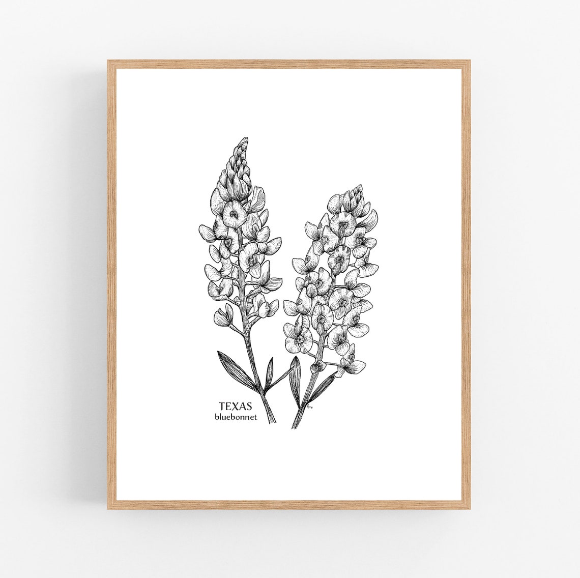Texas Bluebonnet Ink Sketch Print / Printable / Art / Digital - Etsy