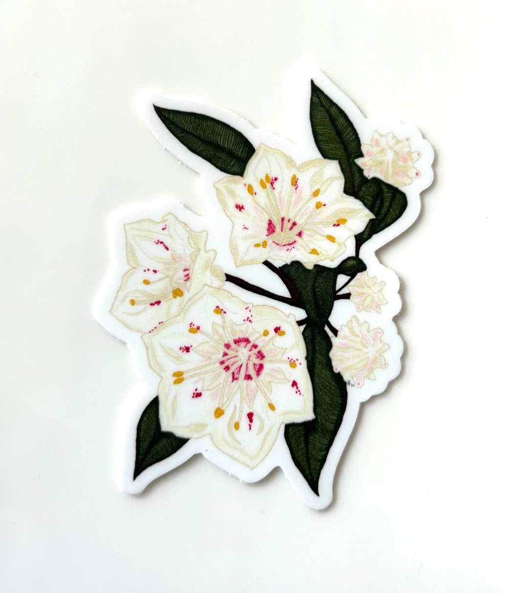 Mountain Laurel Flower Vinyl Sticker / Pennsylvania, Connecticut State ...