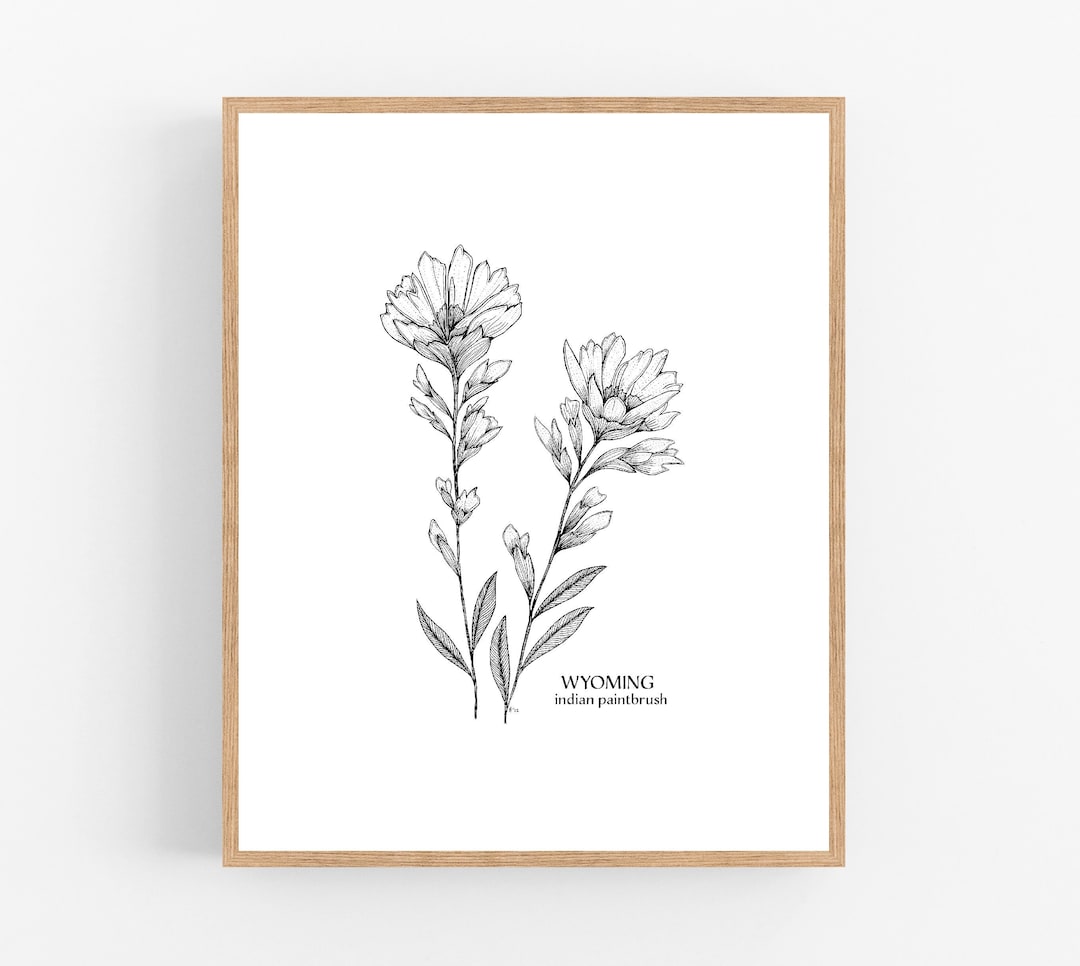 Wyoming Indian Paintbrush Ink Illustration / Indian Paintbrush Drawing ...