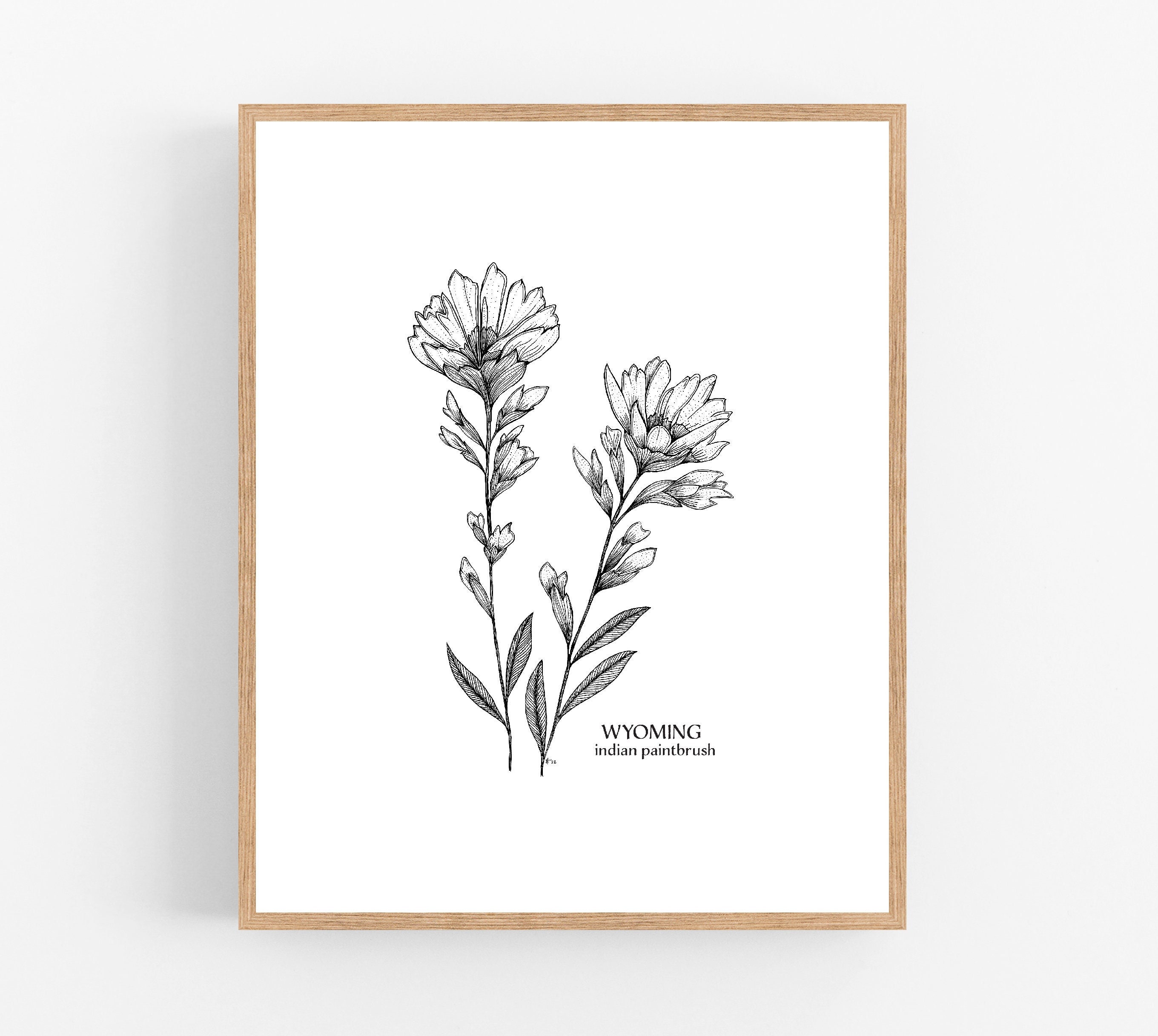 Wyoming Indian Paintbrush Ink Illustration / Indian Paintbrush Drawing ...