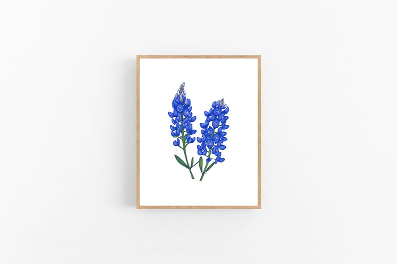 Bluebonnet Illustration / Printable / Art / Digital Download / - Etsy