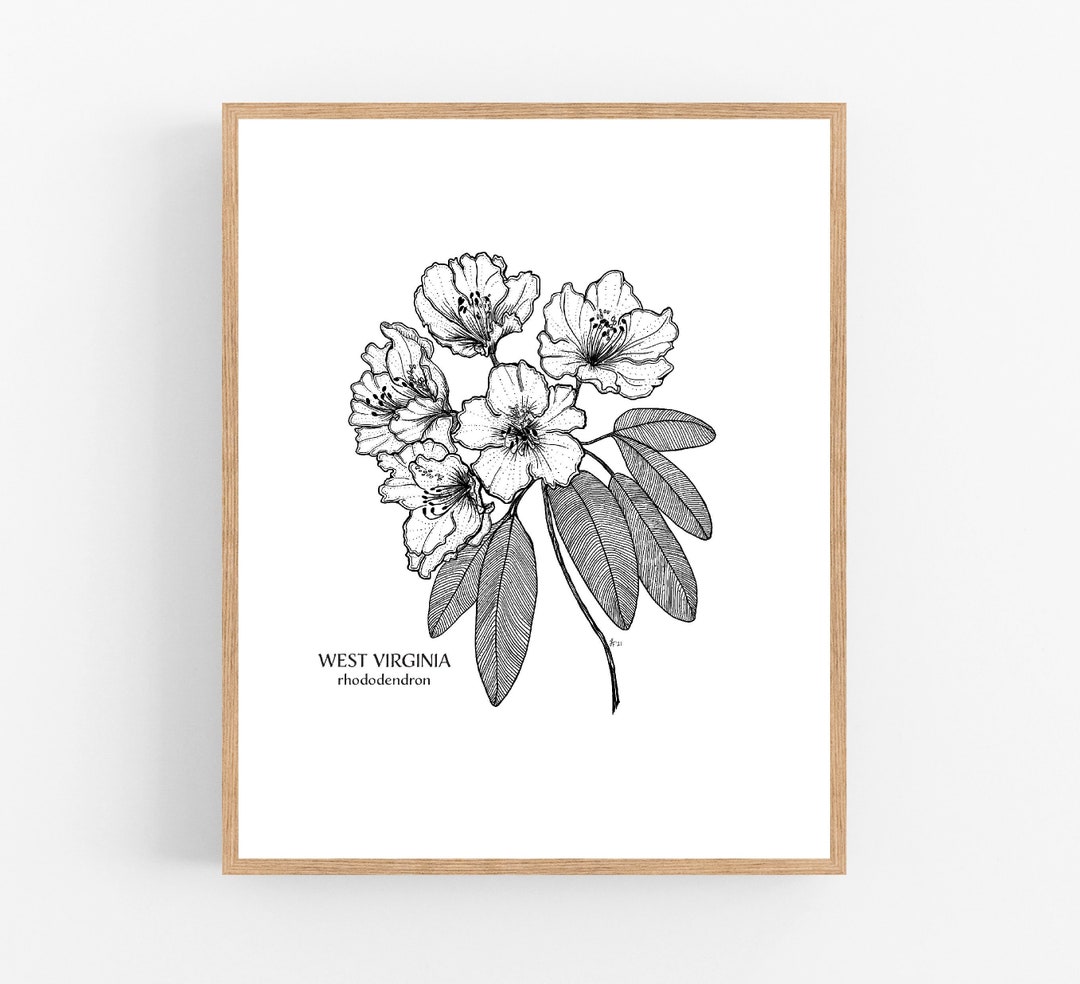 West Virginia Rhododendron Ink Sketch Print / Printable / Art / Digital ...