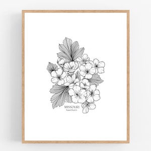 Missouri Hawthorn Ink Illustration / Hawthorn Flower Drawing ...
