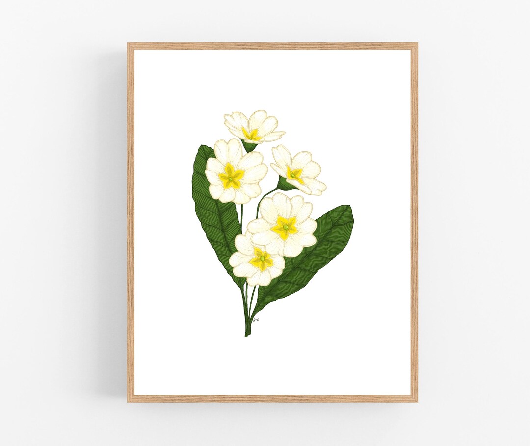 Primrose Illustration / Printable / Art / Digital Download / Color ...