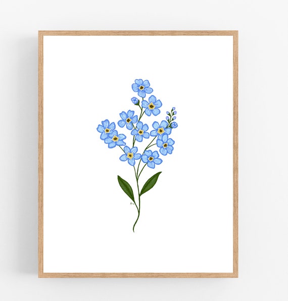 Forget Me Not Drawing