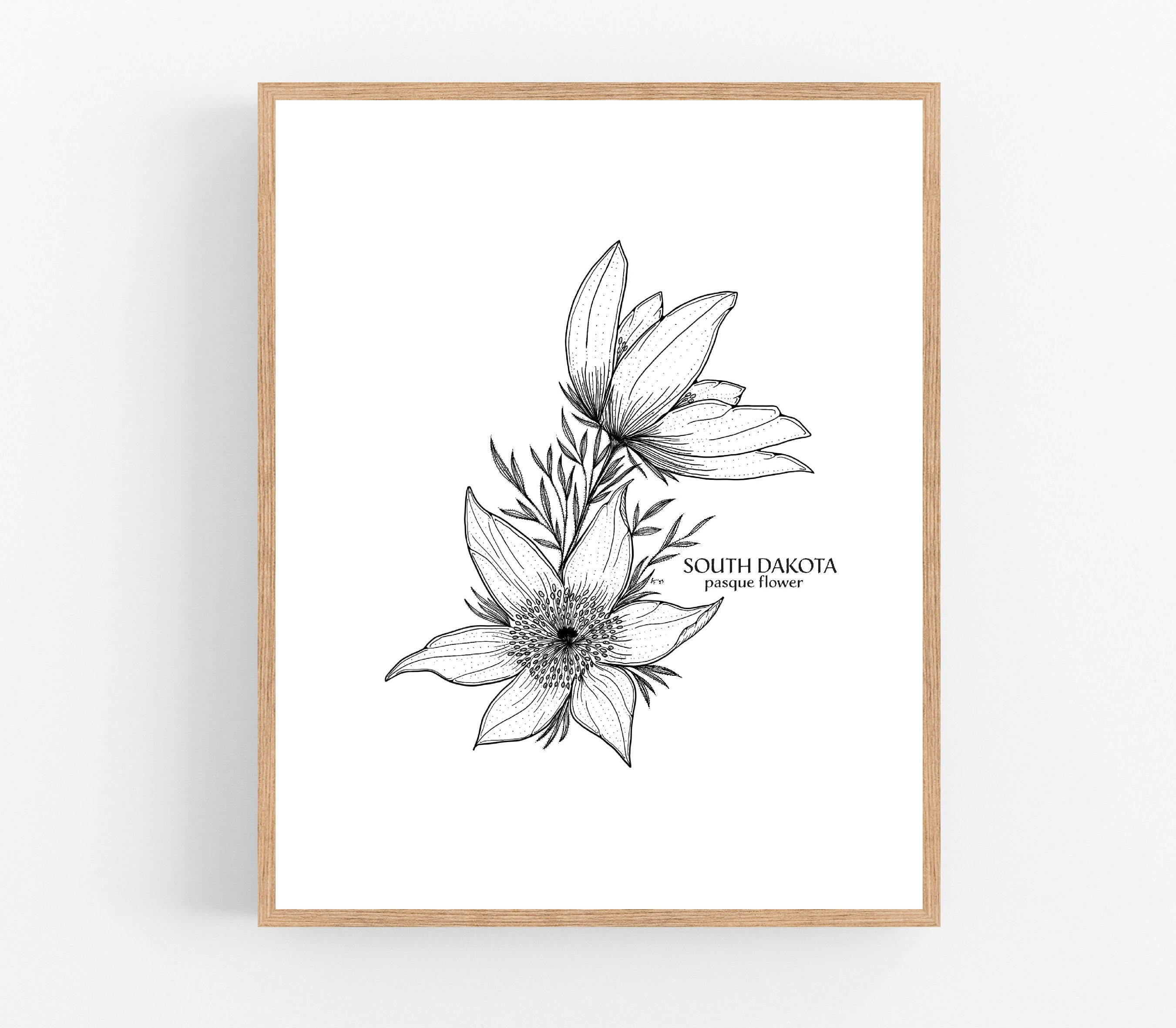 Pasque Flower Drawing