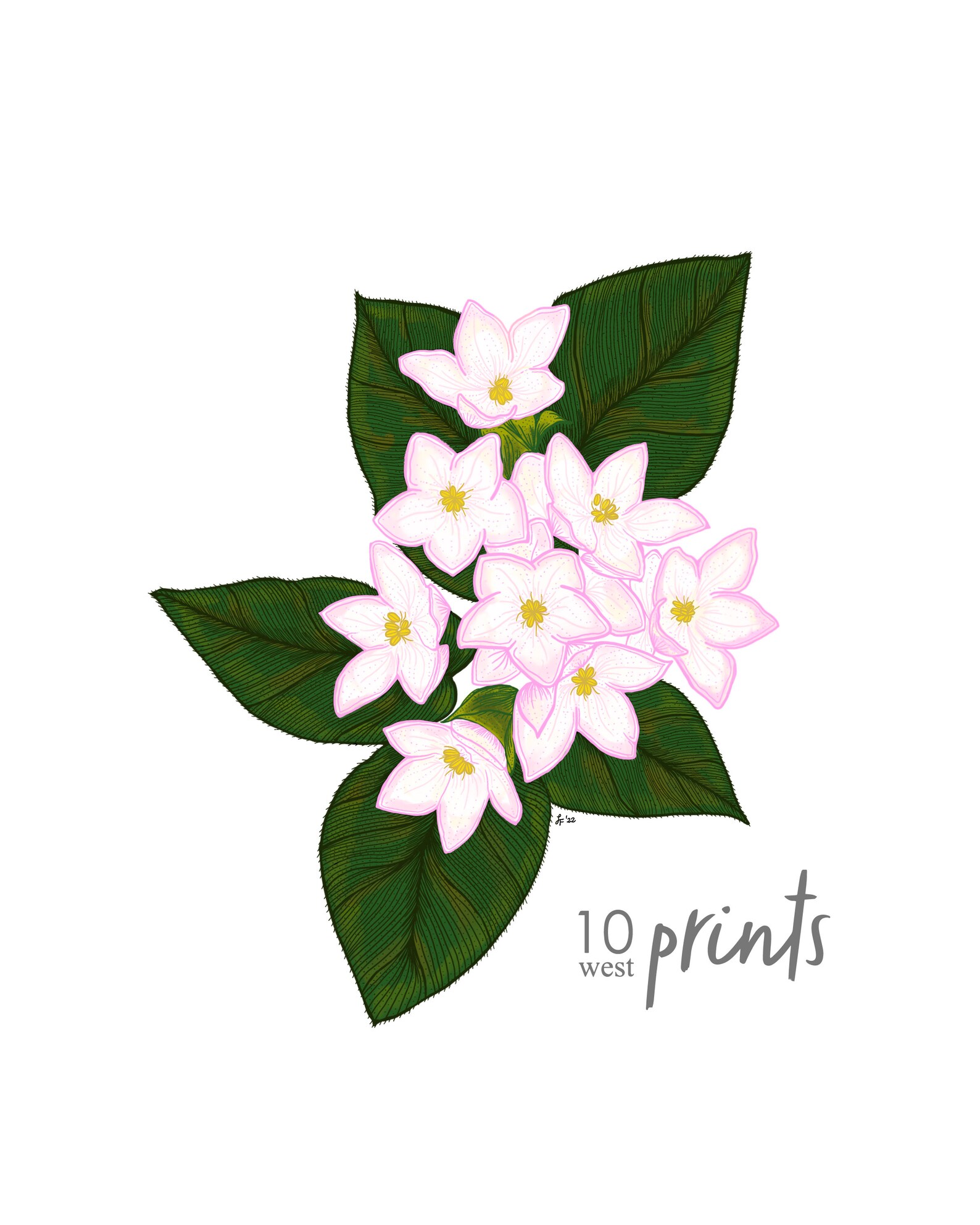 Mayflower Color Illustration / Printable / Art / Digital Download ...