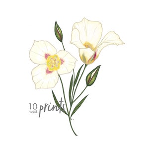 Sego Lily Color Illustration Digital Download / Utah State Flower ...