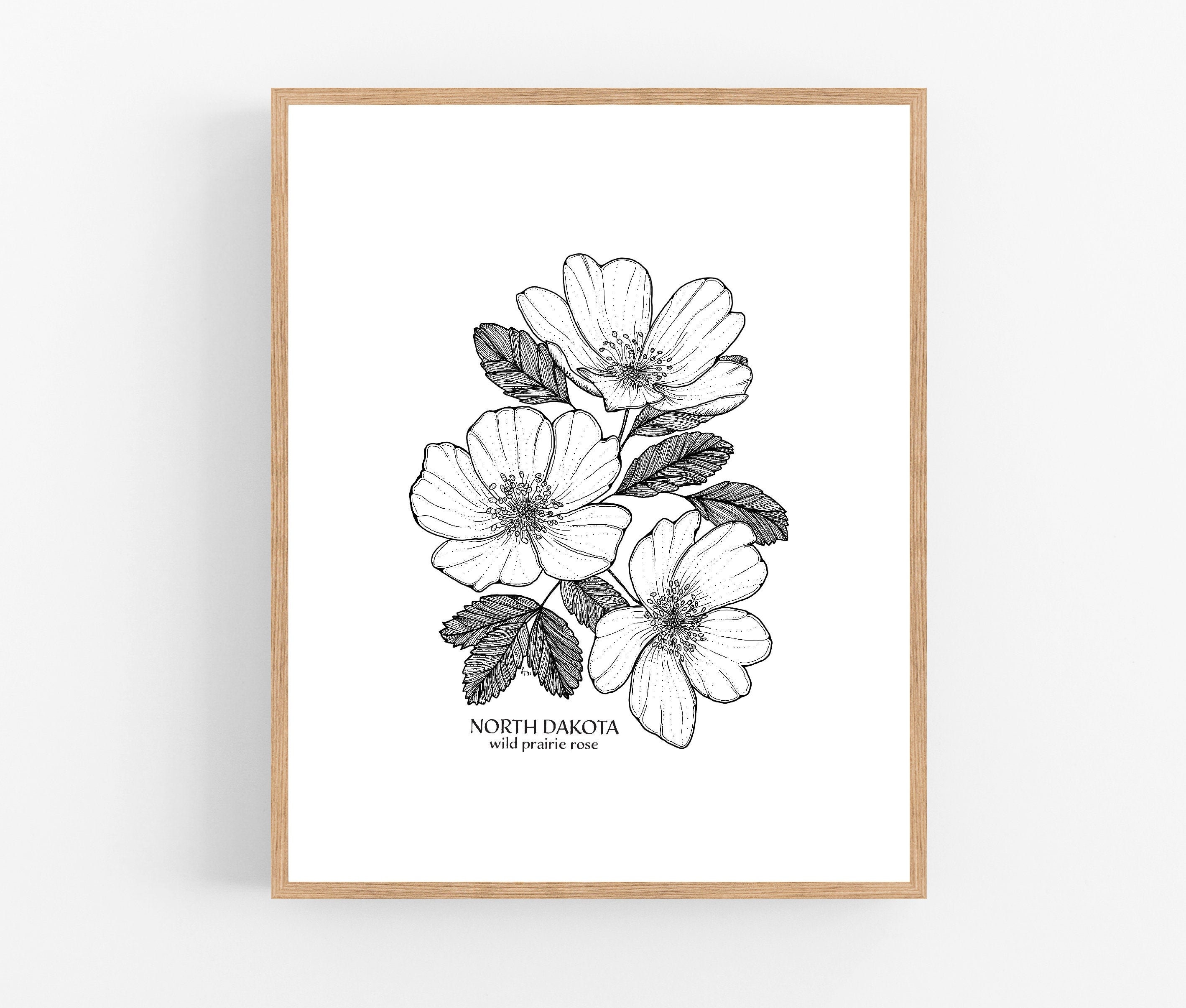 North Dakota Wild Prairie Rose Ink Sketch Print / Printable / Art ...