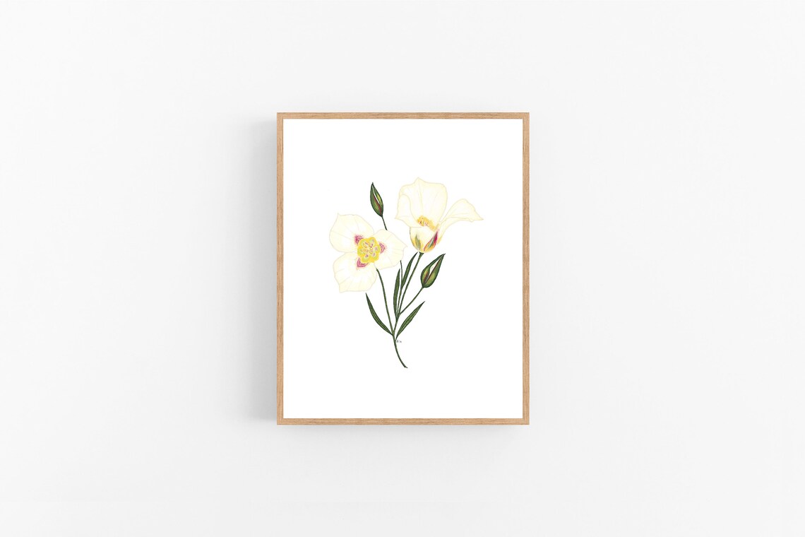 Sego Lily Illustration Print / Printable / Art / Digital - Etsy