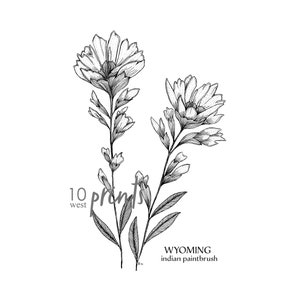 Wyoming Indian Paintbrush Ink Illustration / Indian Paintbrush Drawing ...