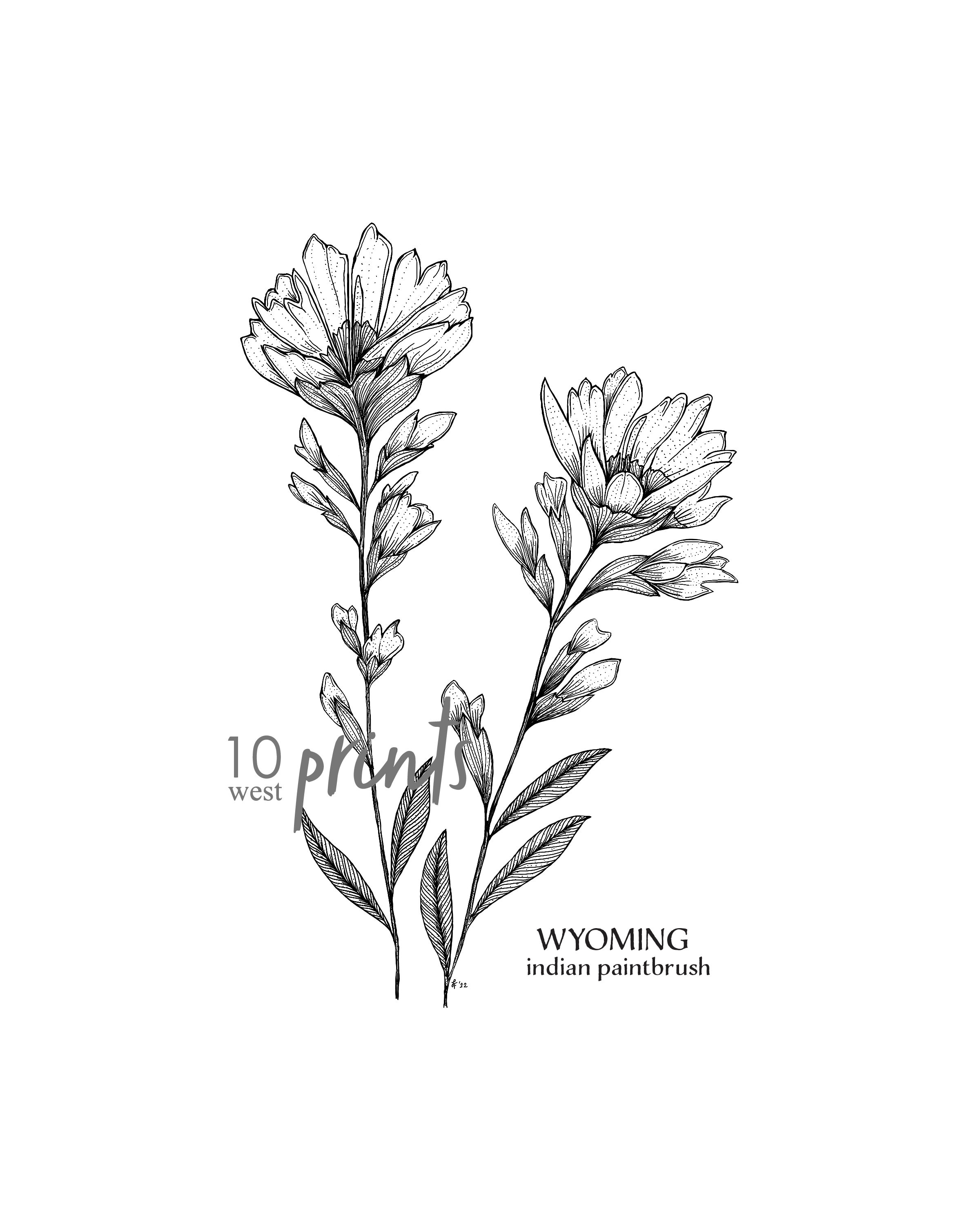 Wyoming Indian Paintbrush Ink Illustration / Indian Paintbrush Drawing ...