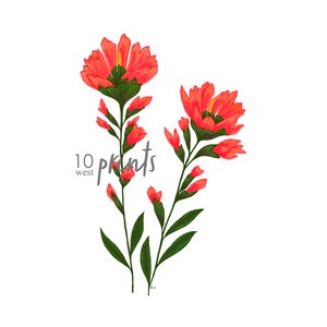 Indian Paintbrush Illustration Print / Printable / Art / Digital ...