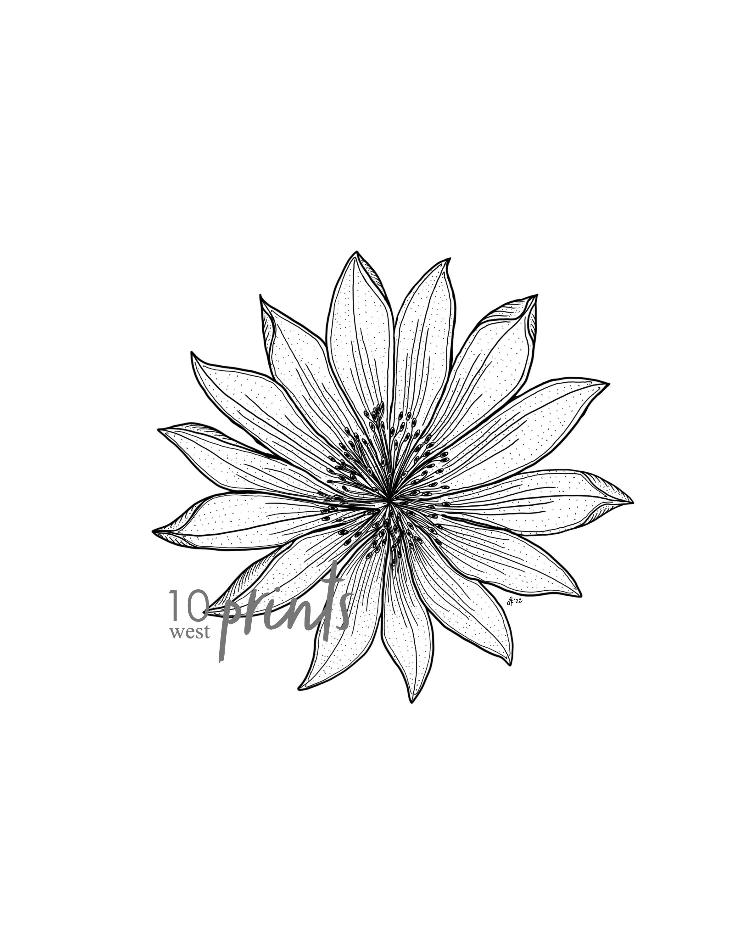 Bitterroot Flower Sketch
