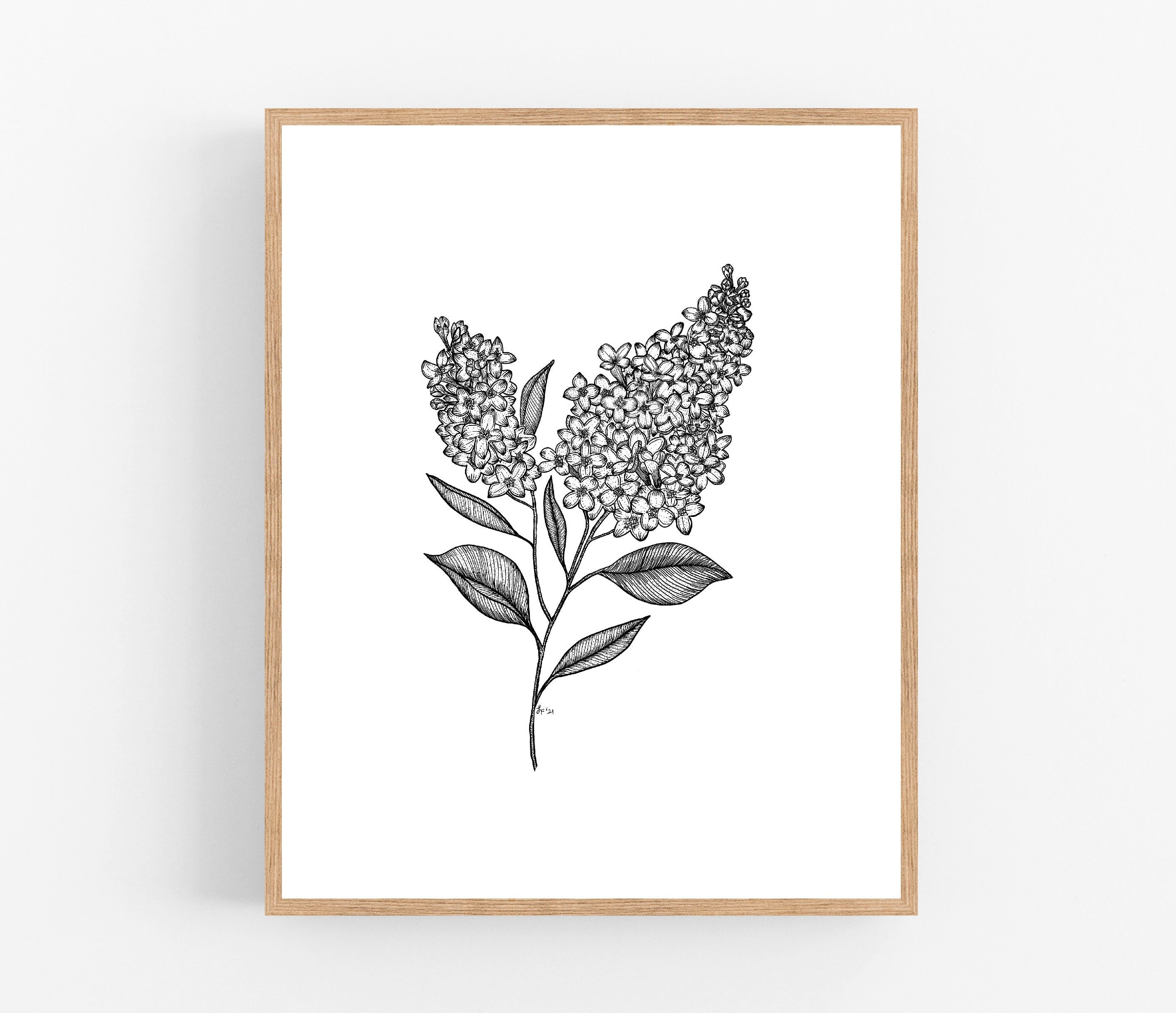 Lilac Flower Drawing