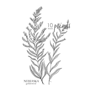 Nebraska Goldenrod Ink Illustration / Goldenrod Print Drawing ...