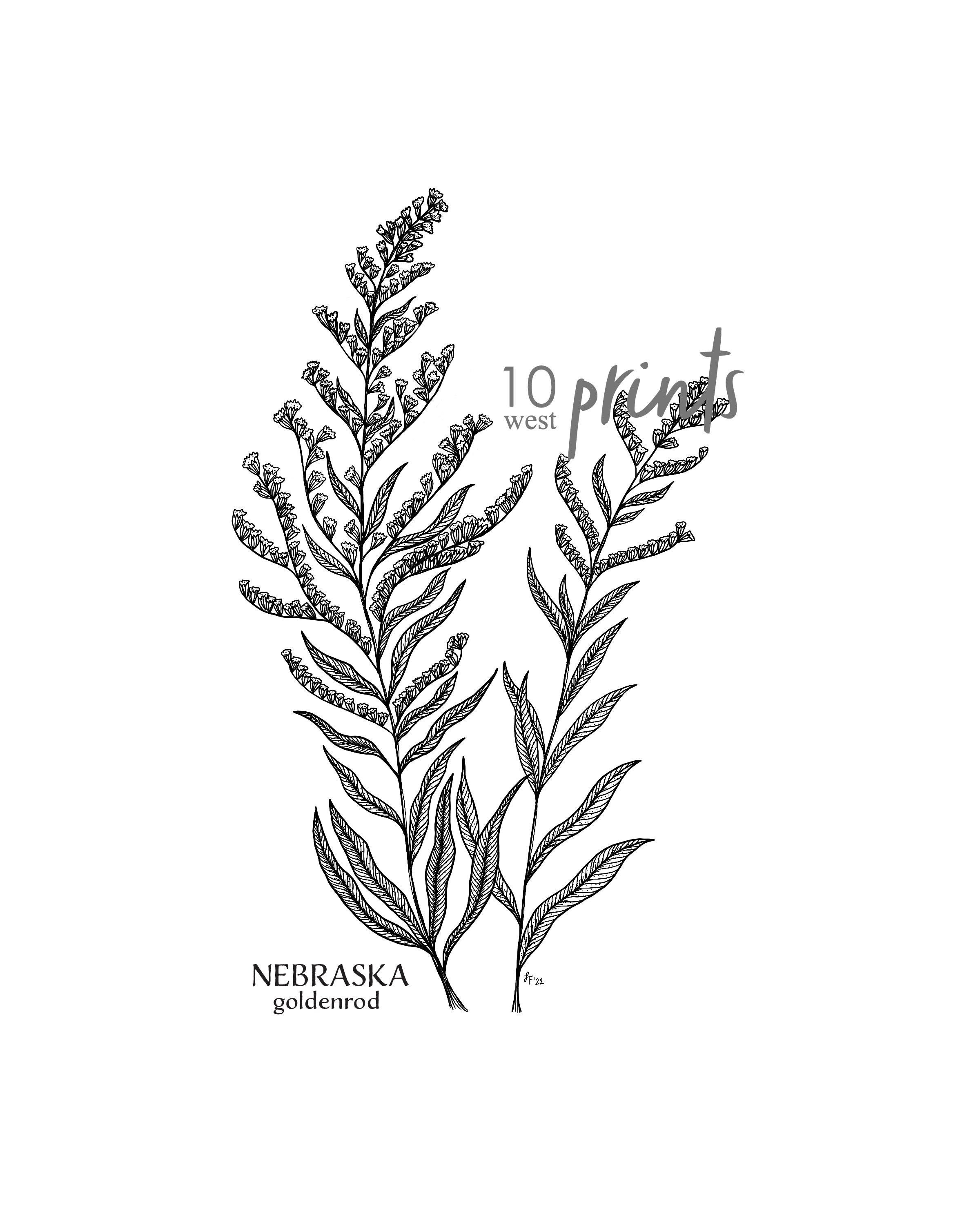 Nebraska Goldenrod Ink Illustration / Goldenrod Print Drawing ...