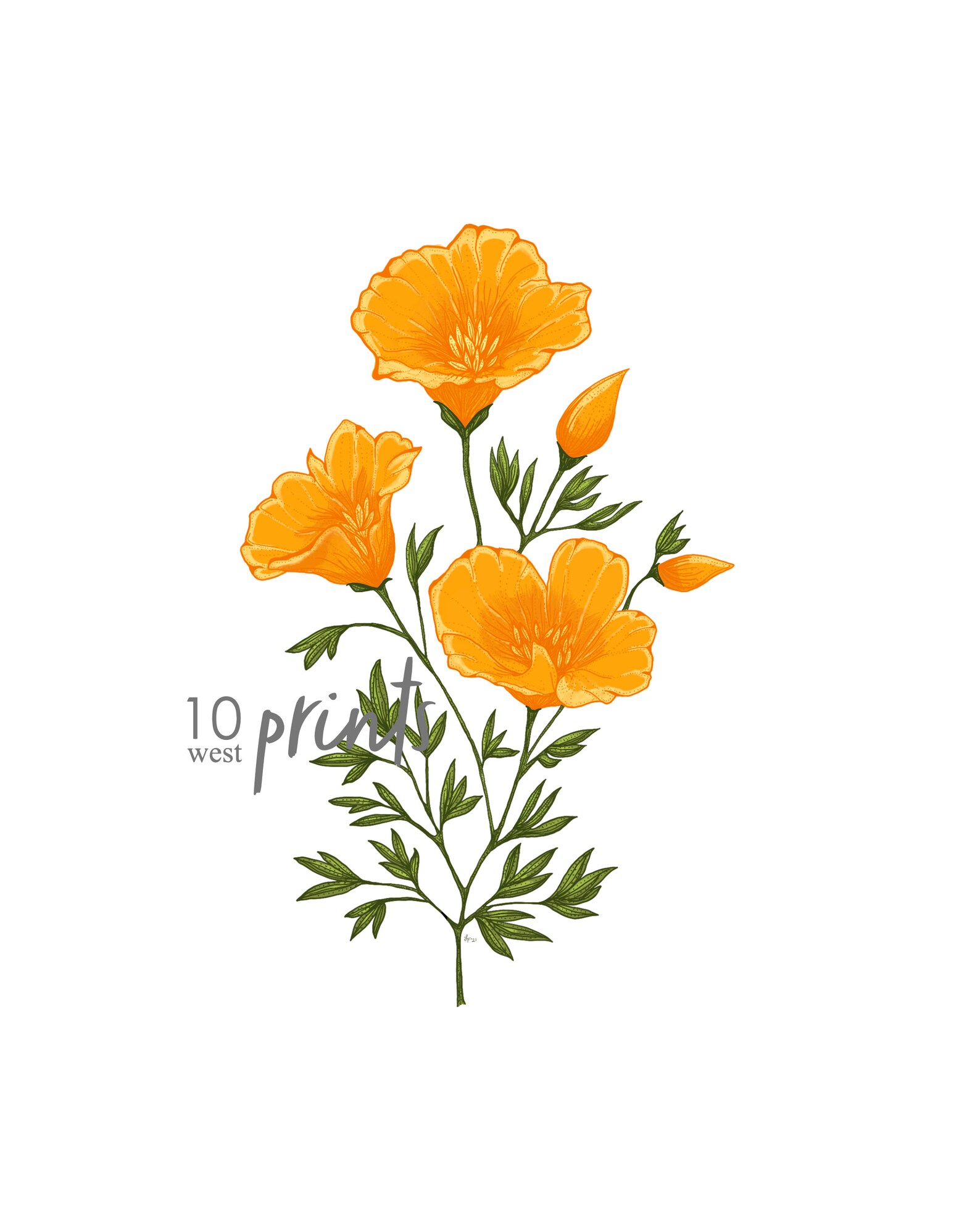 California Poppy Illustration / Printable / Art / Digital - Etsy