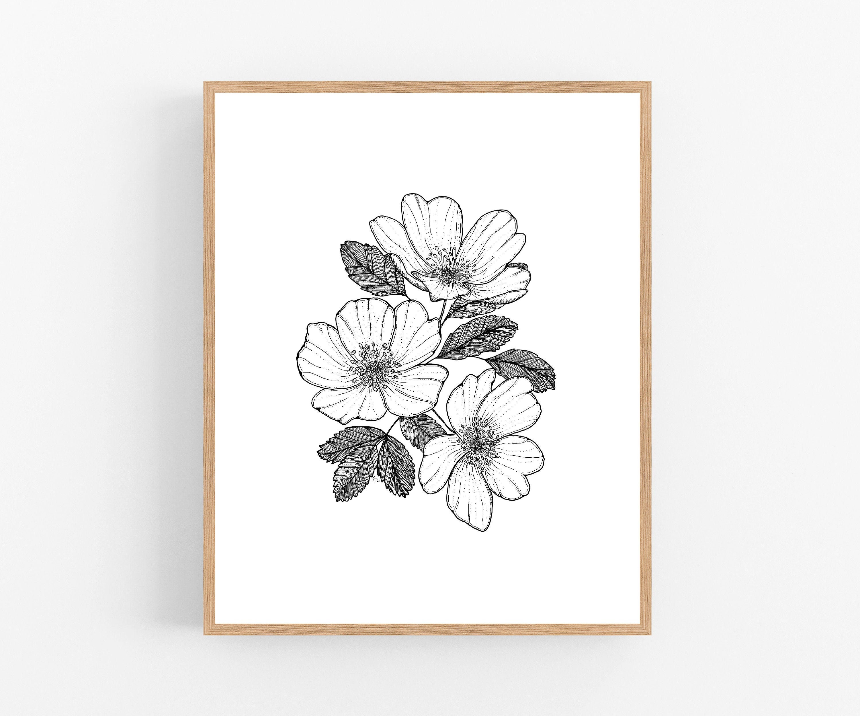 Wild Prairie Rose Black Ink Illustration Digital Download / North ...